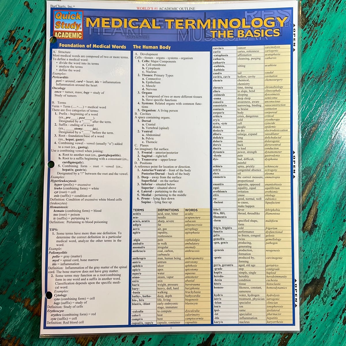 Medical Terminology:the Basics by Corinne Linton