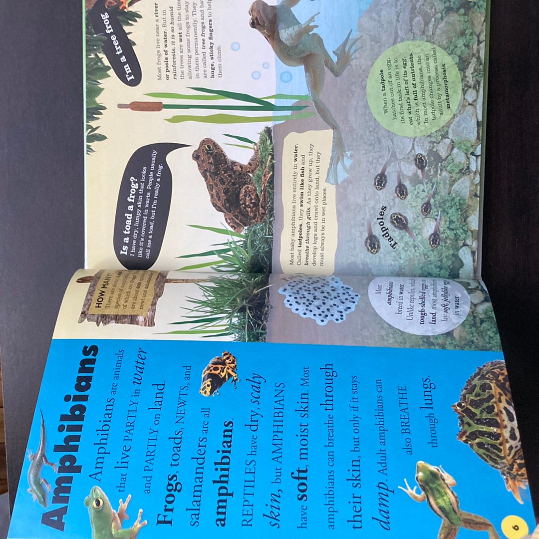 Everything You Need to Know about Frogs and Other Slippery Creatures by DK