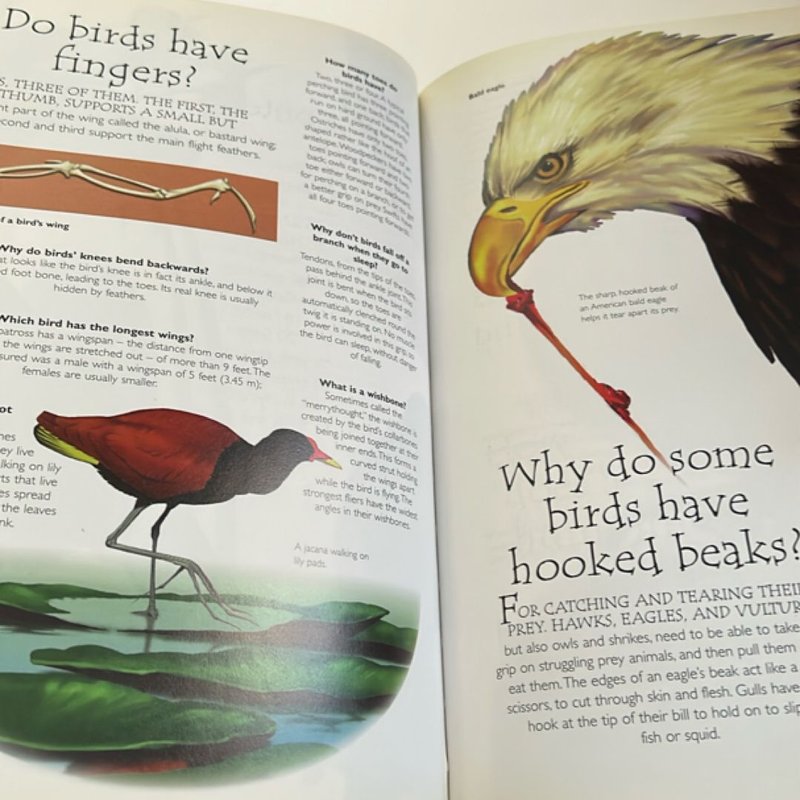 Animal Fact Files Birds by David Chandler